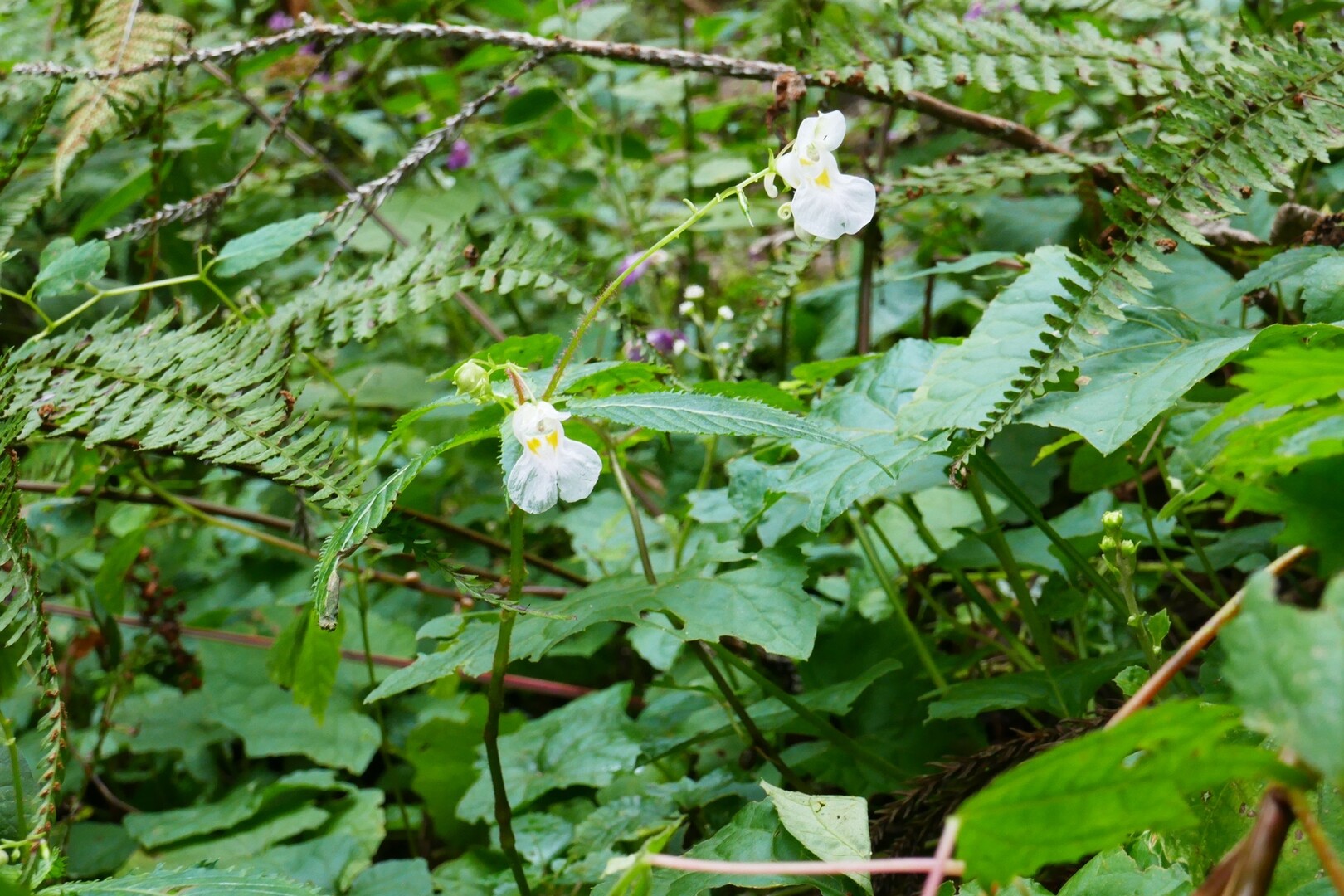 5日ぶりの金剛山 / keiさんの金剛山・二上山・大和葛城山の活動データ | YAMAP / ヤマップ