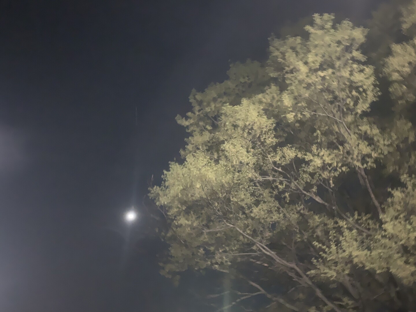 🌸よりも🌿🌿🌿が目立ちます。 朧... / RTさんのモーメント | YAMAP / ヤマップ