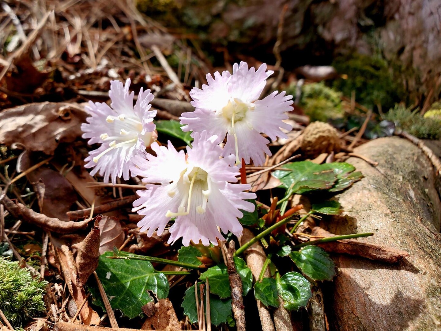 霧訪山は花盛り～ *:･ﾟ / yky-goさんの霧訪山・大芝山・鳴雷山の活動データ | YAMAP / ヤマップ
