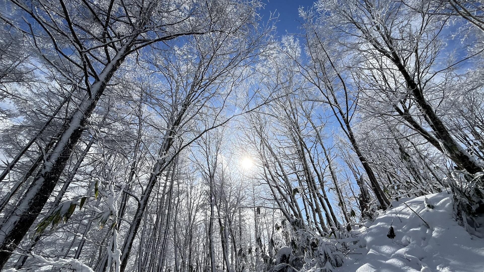 猪臥山 / tsuさんの猪臥山の活動データ | YAMAP / ヤマップ