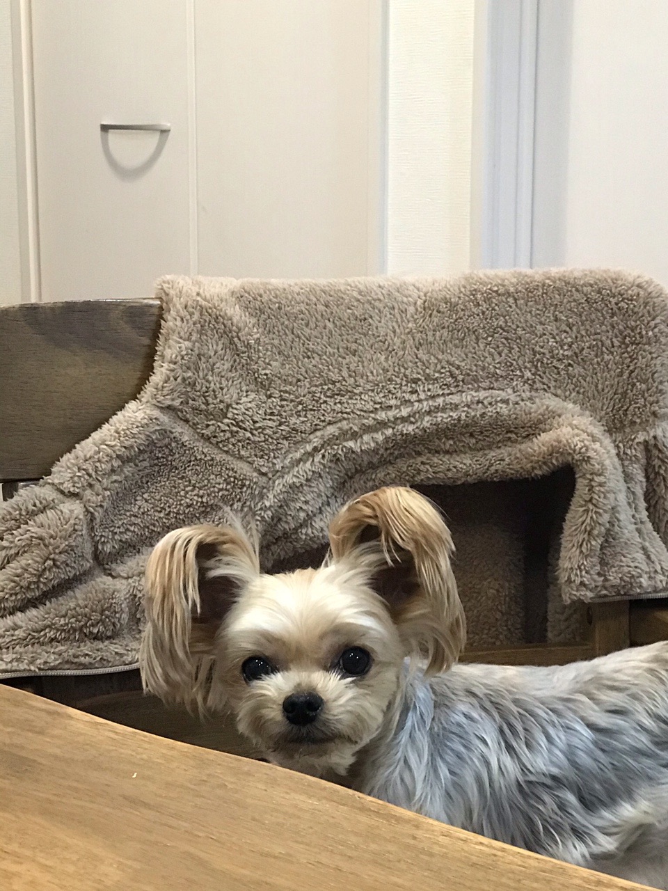 うちのかわい子ちゃんPart2 / しのちゃんさんのモーメント | YAMAP / ヤマップ