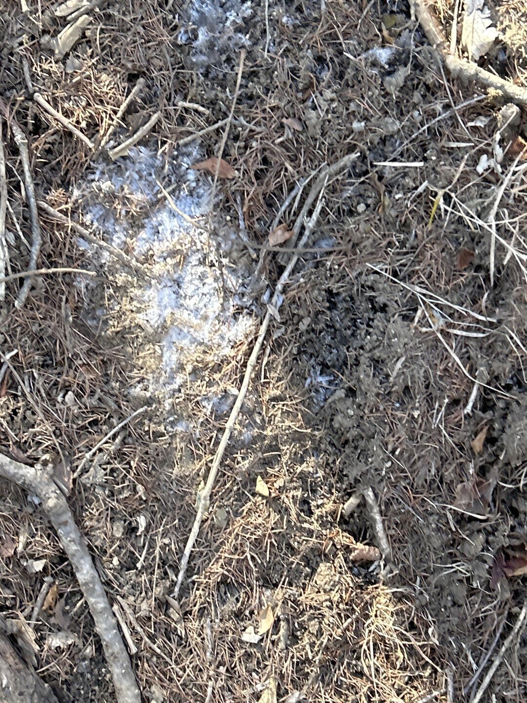 備前楯山② / yamajazzさんの社山・半月山の活動データ | YAMAP / ヤマップ