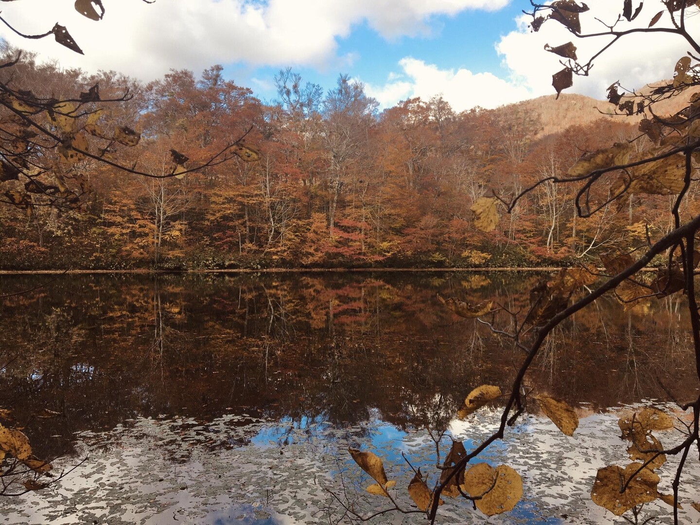 刈込池巡りjog / yamaさんの経ヶ岳・法恩寺山の活動データ | YAMAP / ヤマップ