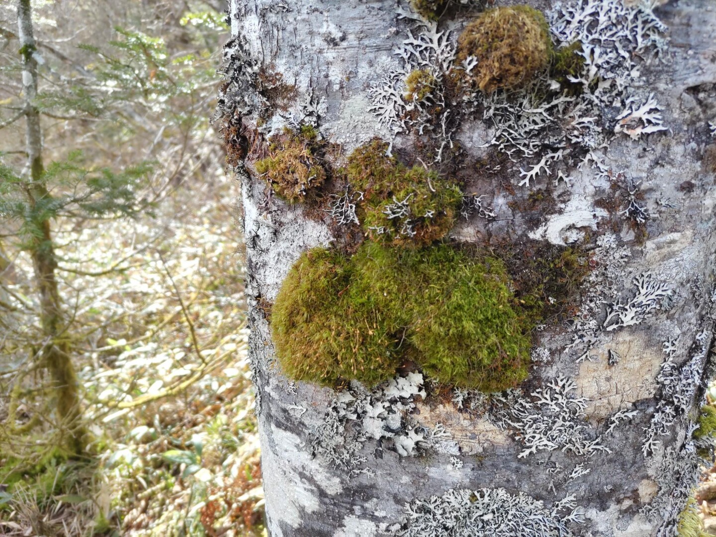 リハビリさっくり 北稜岳 / Arcさんの北稜岳の活動データ | YAMAP / ヤマップ