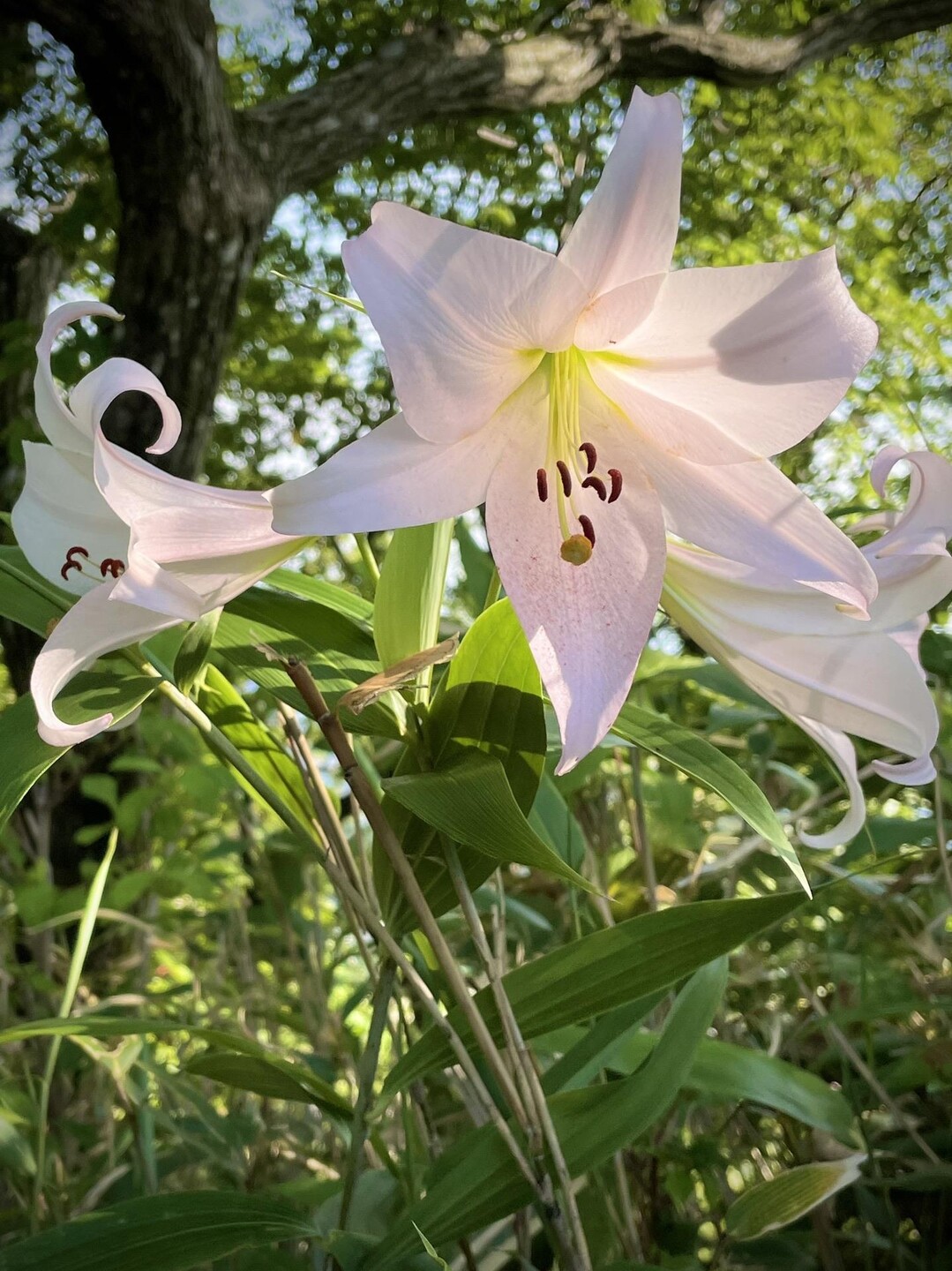 六所山・エボシ山 / ai nknkさんの越知山・六所山の活動データ | YAMAP / ヤマップ