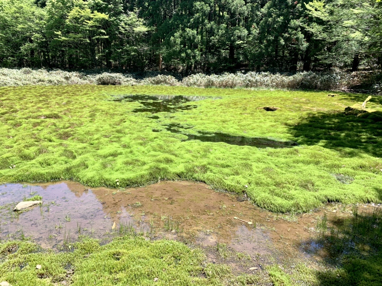 神の庭 笹倉湿原-2021-05-29 / kin_kinさんの石鎚山・堂ヶ森・二ノ森の活動日記 | YAMAP / ヤマップ