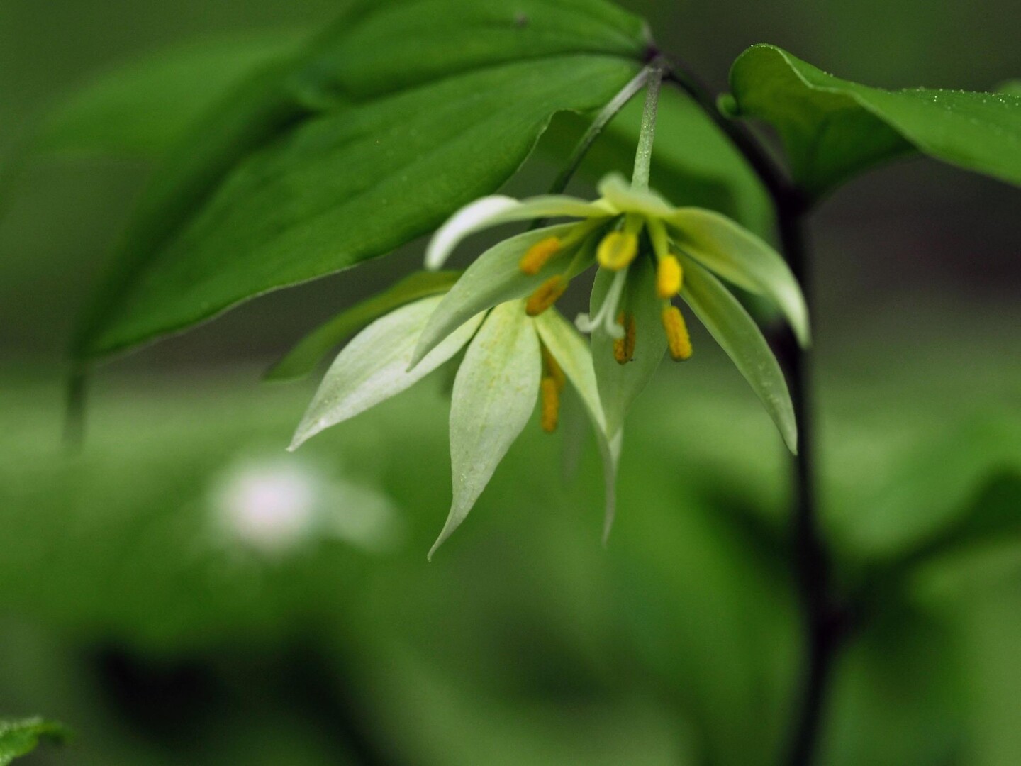 おかわりは長官山⛰️瀞台⛰️ / rucolaさんの馬追丘陵・長官山・瀞台（馬追山）の活動データ | YAMAP / ヤマップ