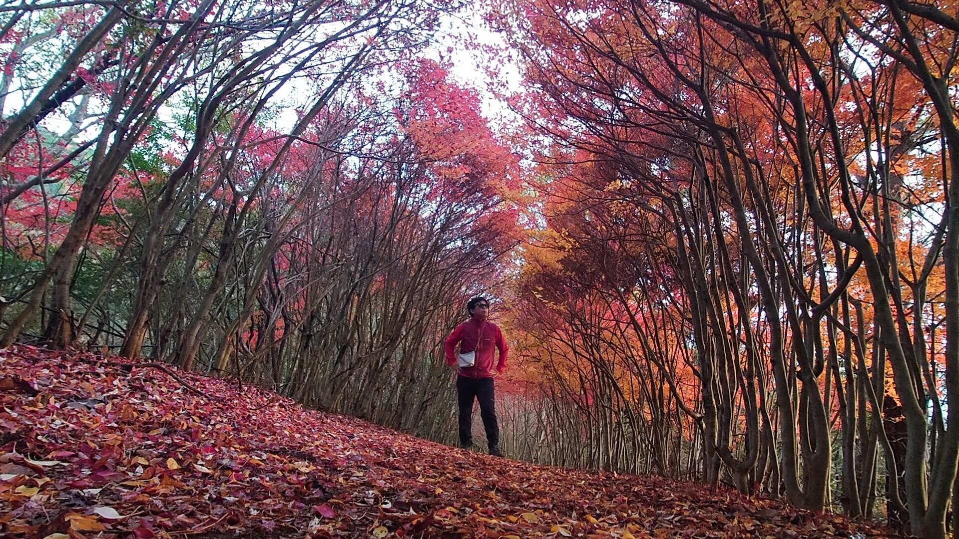 今話題のドウダンツツジのトンネル、岩石山（岩石城） / RYUさんの岩石山（岩石城）の活動データ | YAMAP / ヤマップ