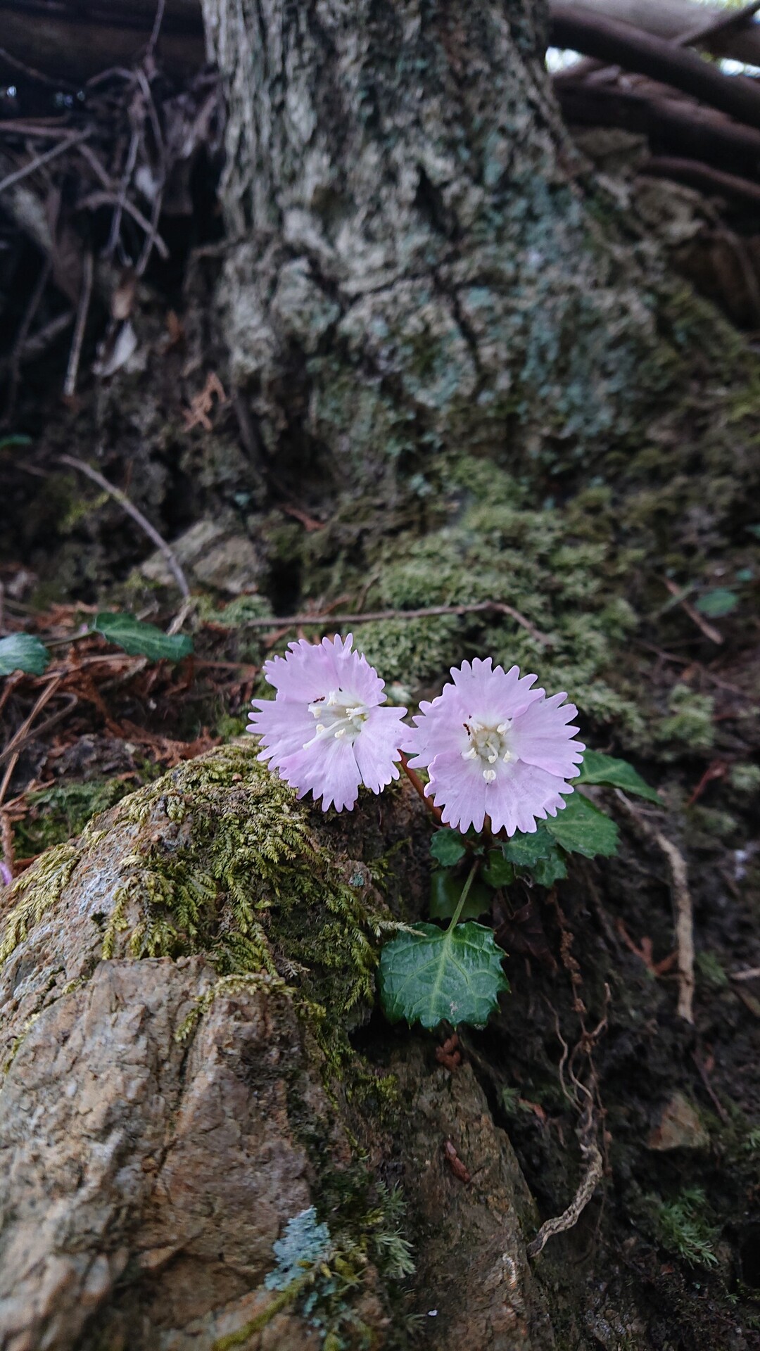 越上山・鼻曲山 / yuuちゃんさんの関八州見晴台の活動データ | YAMAP / ヤマップ