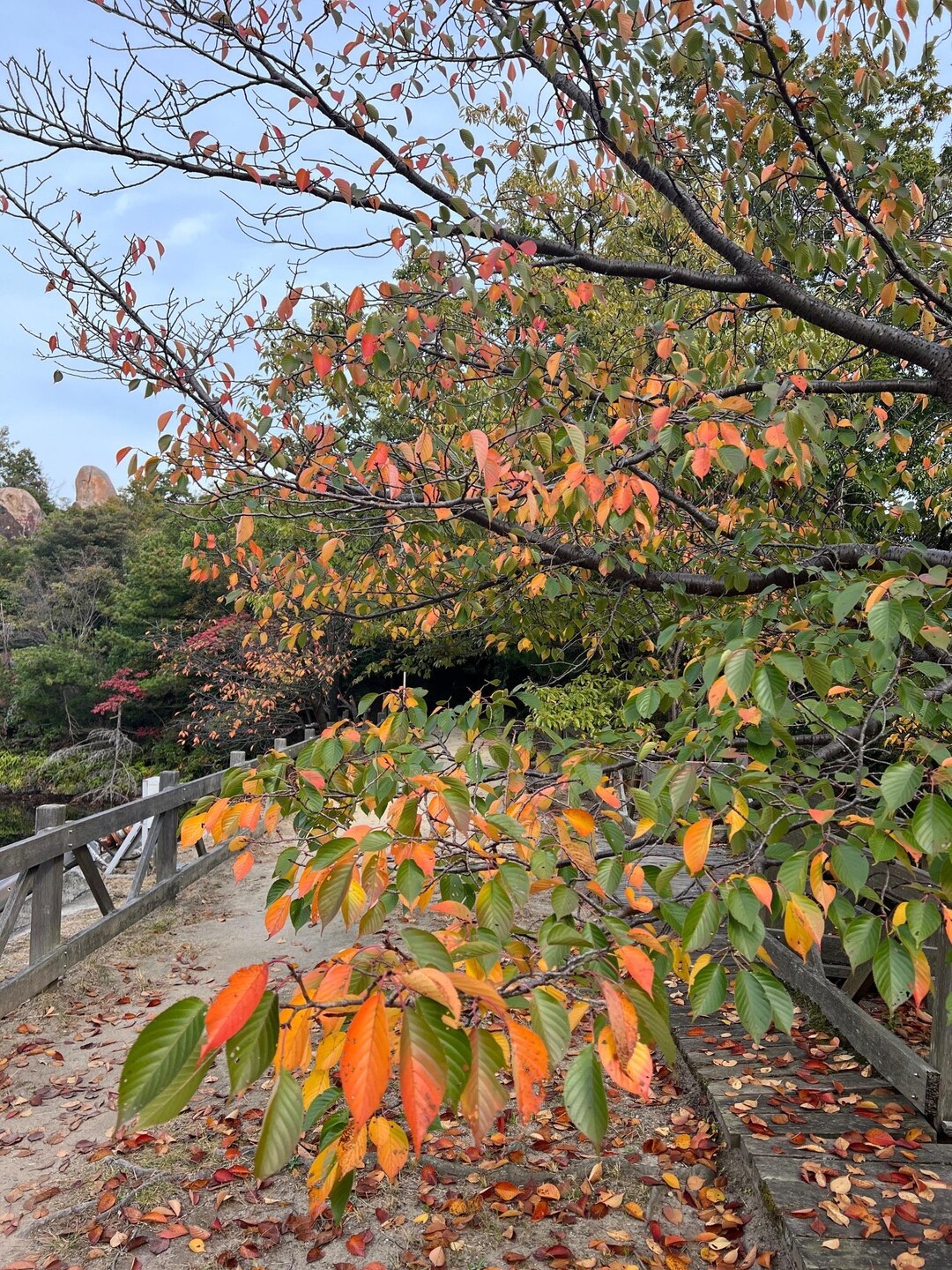 甲山 / Tkmさんの六甲山・長峰山・摩耶山の活動データ | YAMAP / ヤマップ