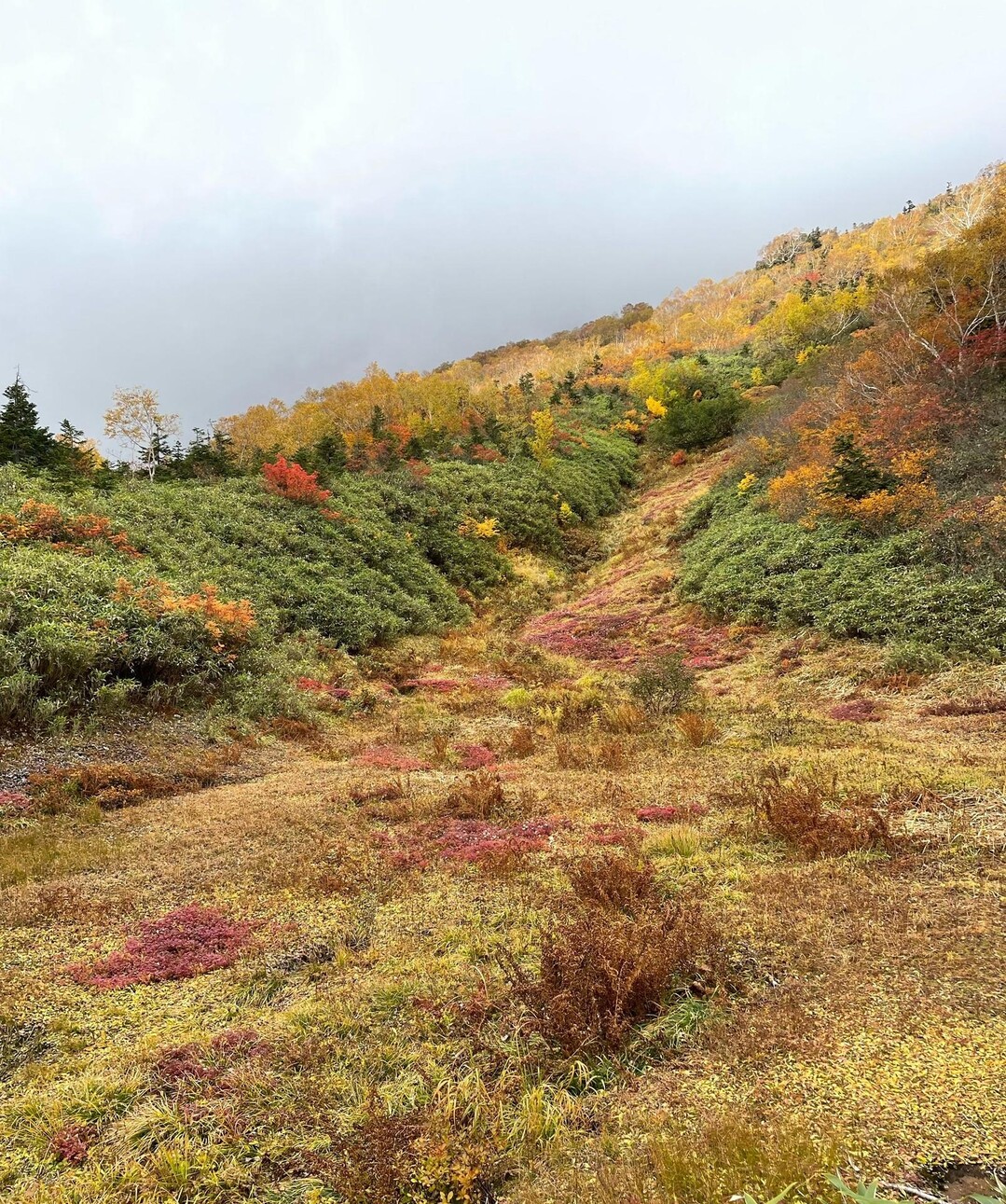 栂池自然園20222️⃣ / akkoさんのモーメント | YAMAP / ヤマップ