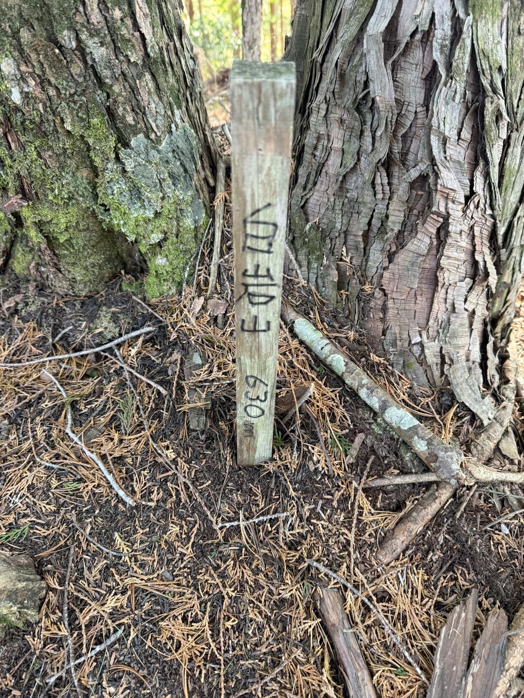 白岩山#341愛知112/130 / うらら🚕さんの明神山（三ツ瀬明神山）の活動データ | YAMAP / ヤマップ