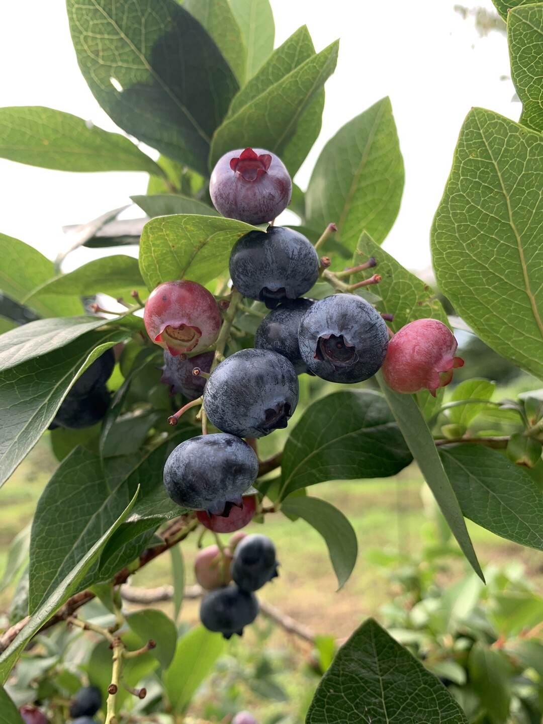 今日も朝からブルーベリー畑へ🫐 このと... / nekoさんのモーメント | YAMAP / ヤマップ