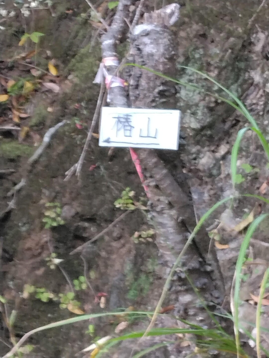 椿山 659.0m 20231028 / m-birdさんの椿山の活動データ | YAMAP / ヤマップ