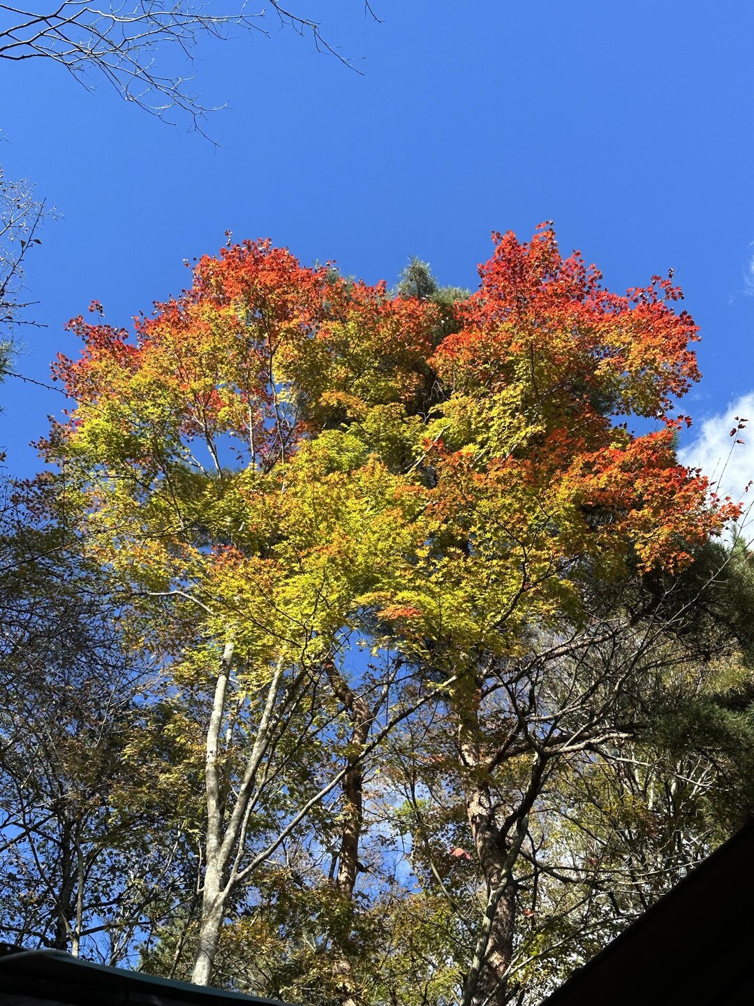 初大倉尾根で両脚攣った💦 / laniさんの塔ノ岳・丹沢山・蛭ヶ岳の活動データ | YAMAP / ヤマップ