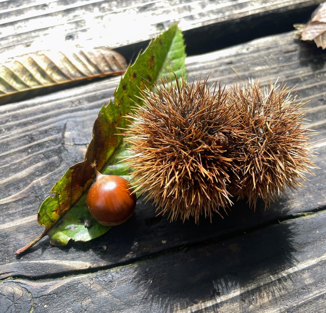 武川岳・武甲山[飯能アルプス1st] / Yskさんの武甲山・伊豆ヶ岳・小持山の活動データ | YAMAP / ヤマップ