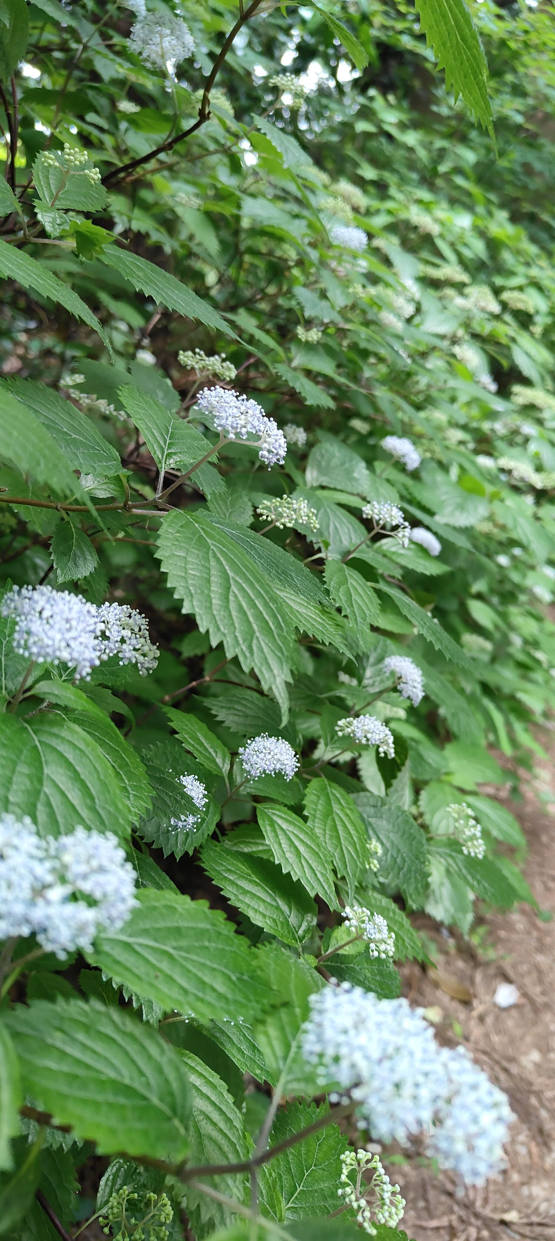 丹波岳・文殊山 250524 / UmK うめさんの福井市の活動データ | YAMAP / ヤマップ
