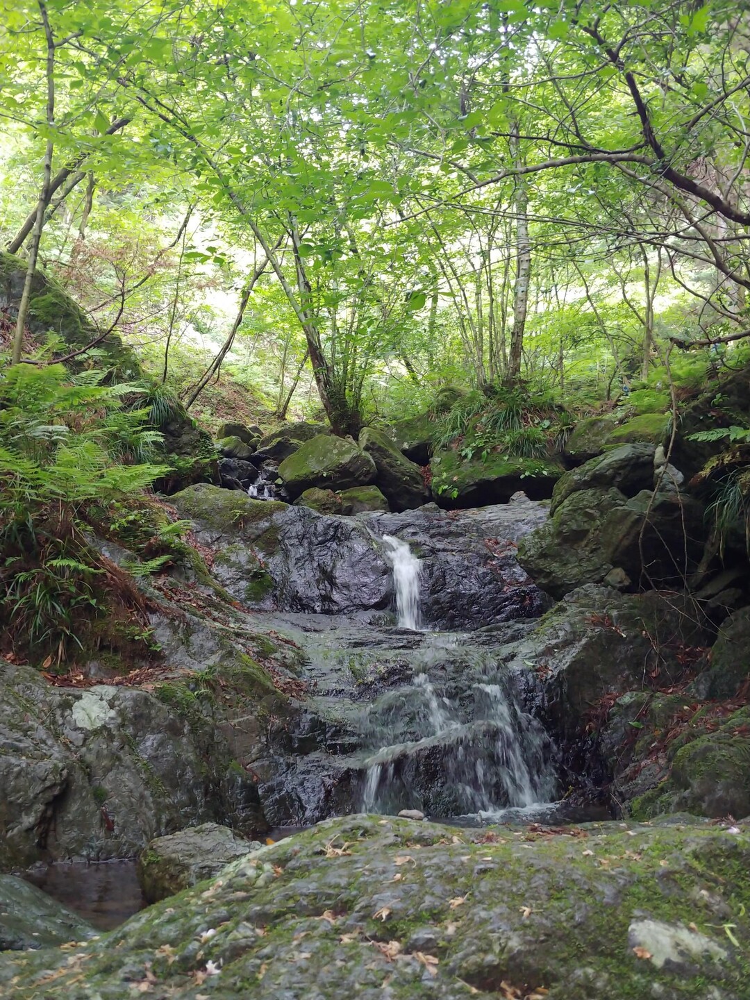初めての棒ノ折山 / miwaさんの棒ノ折山（棒ノ嶺）の活動データ | YAMAP / ヤマップ