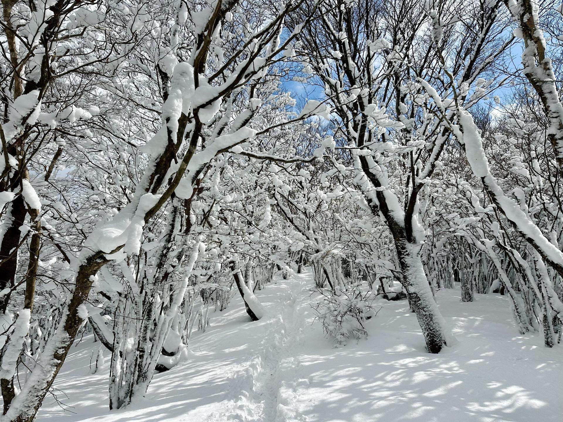 馬見山 / yukaさんの古処山・屏山・馬見山・江川岳の活動データ | YAMAP / ヤマップ