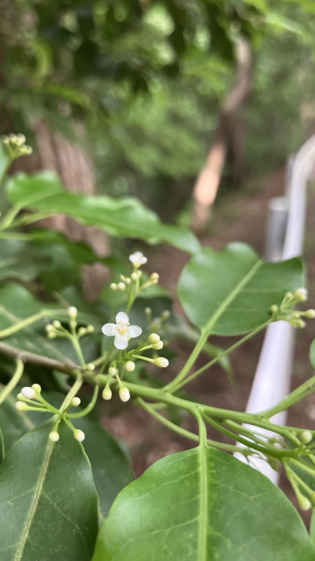 足羽山夕方ウォーキング / pongoさんの足羽山・八幡山・兎越山の活動データ | YAMAP / ヤマップ