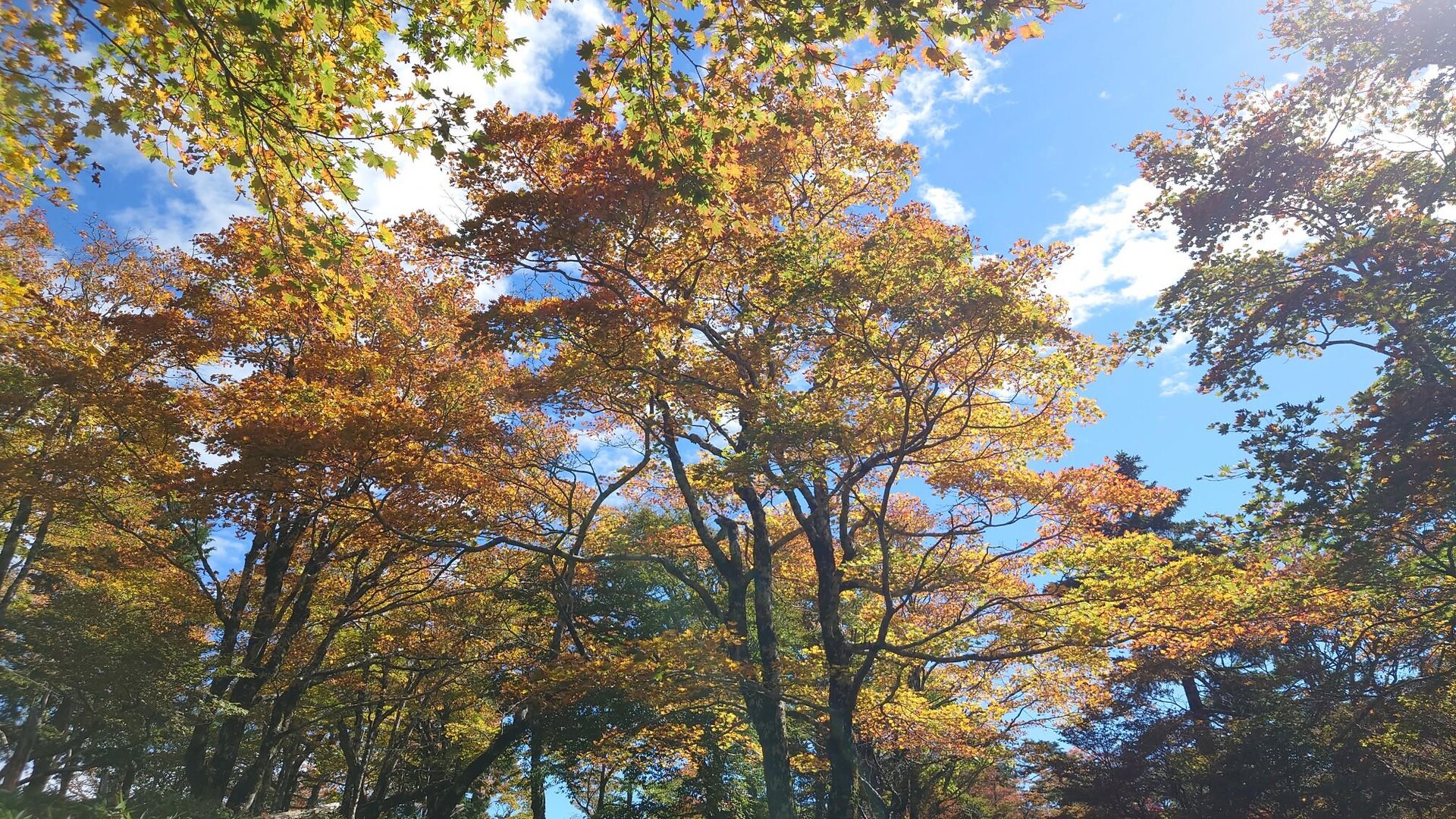 大台ヶ原山（日出ヶ岳） / keyさんの大台ヶ原山・日出ヶ岳・大杉谷の活動データ | YAMAP / ヤマップ