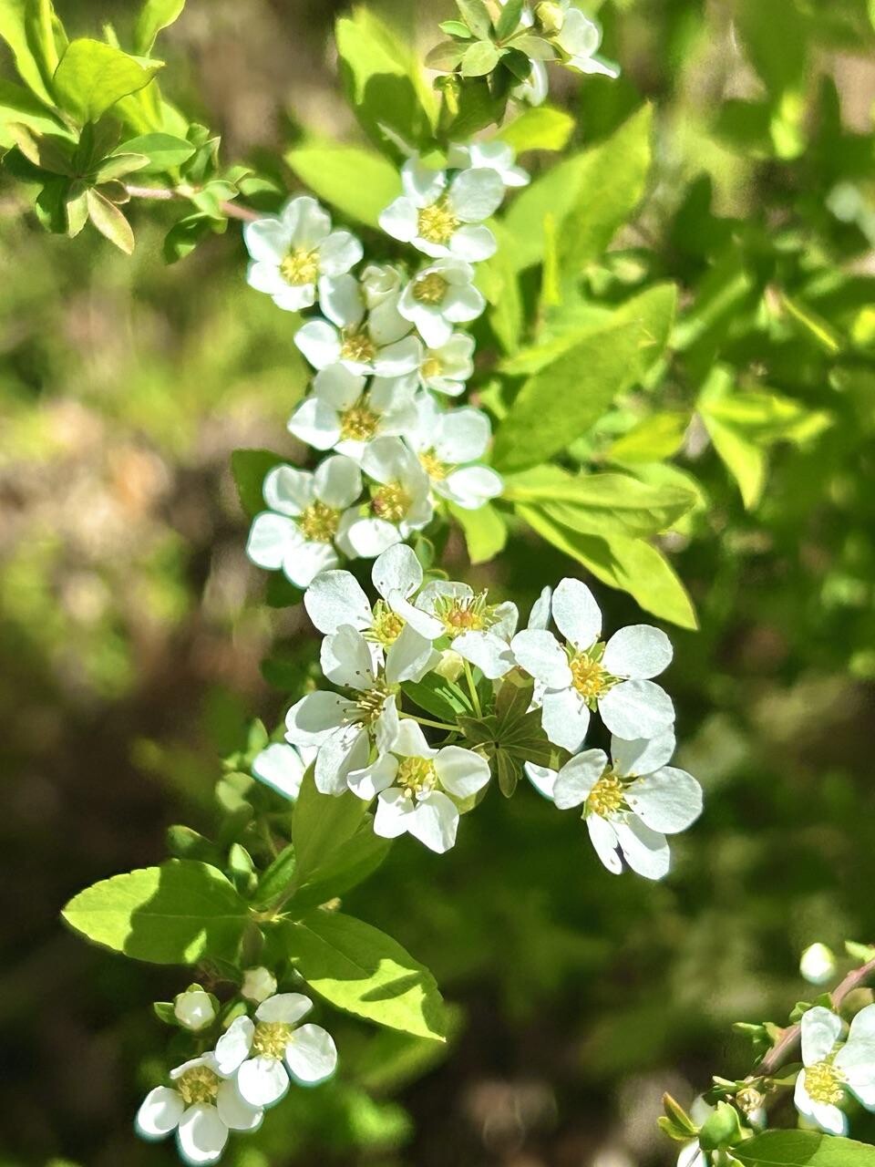 Chiekoのページ | YAMAP / ヤマップ