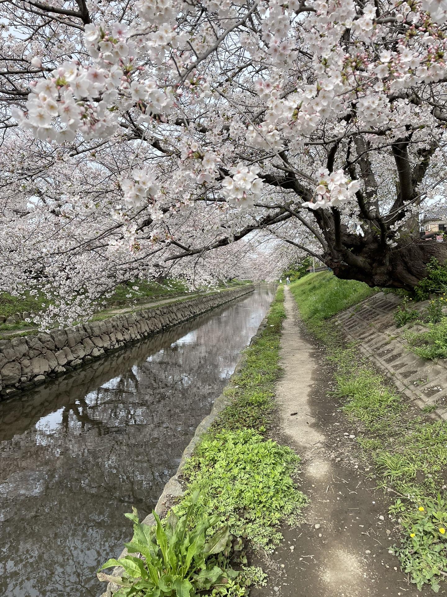🌸お花見RUN🏃 朝8時30過ぎ、こ... / ヒロ oさんのモーメント | YAMAP / ヤマップ