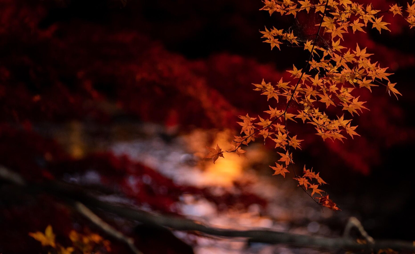 この燃えるような季節も、あっという間に過... / Ymdさんのモーメント | YAMAP / ヤマップ