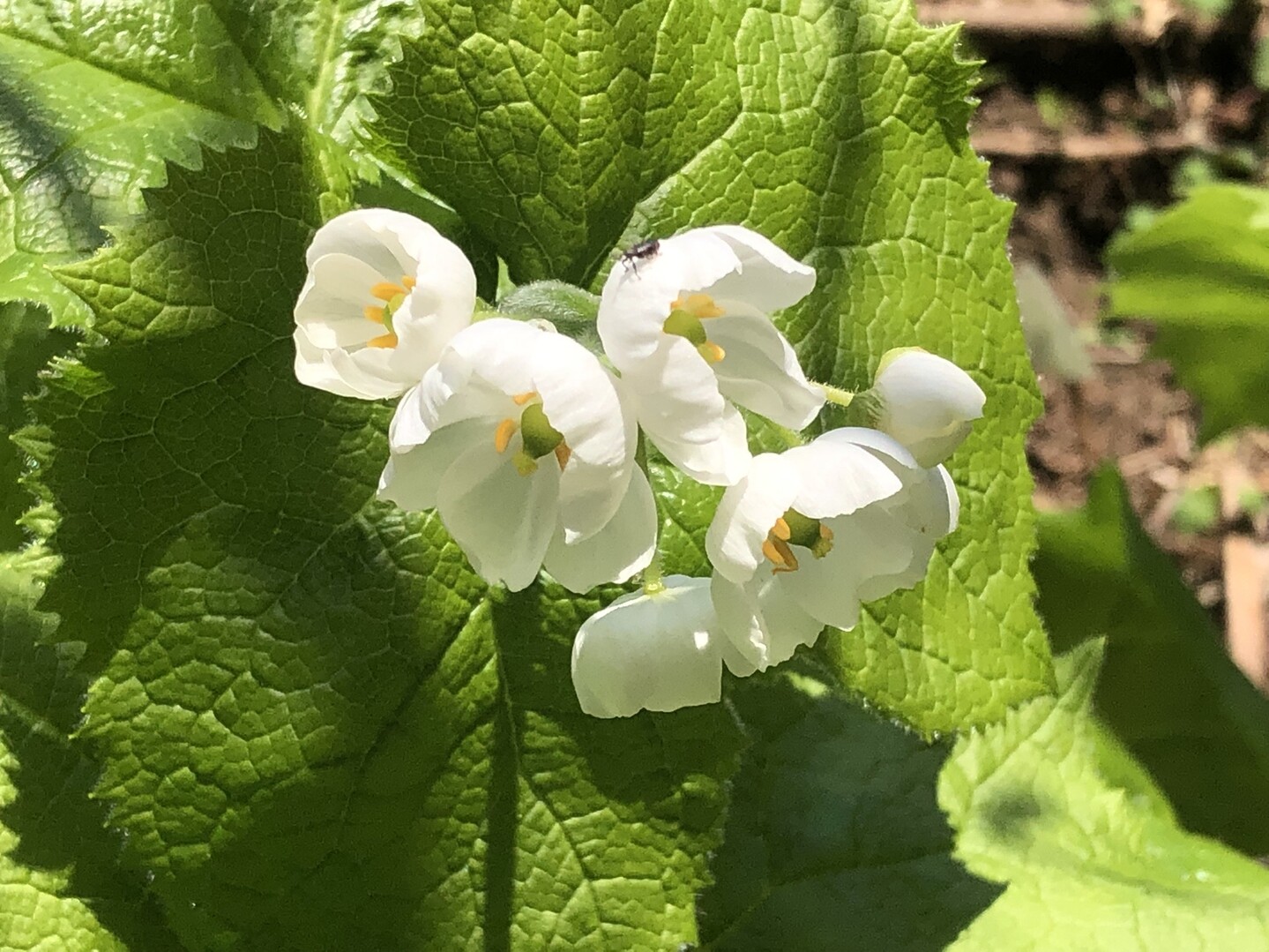 大峰山へ花探しに行って来ました🎶まだま... / w823hさんのモーメント | YAMAP / ヤマップ