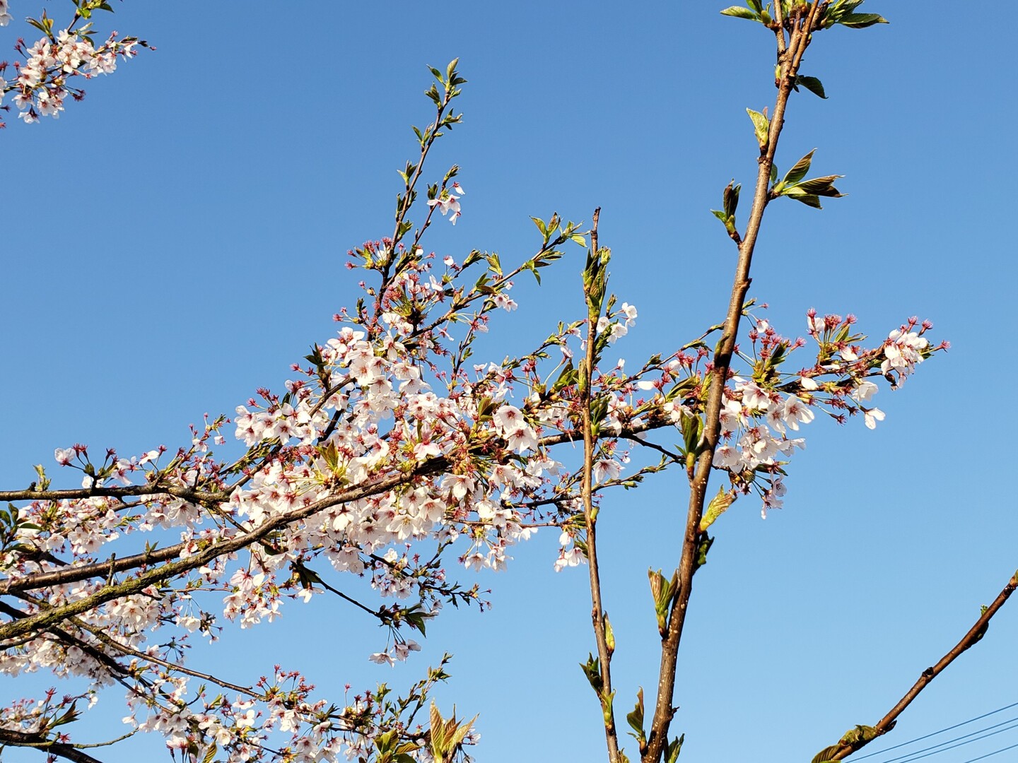 朝さんぽと葉桜 しだれ桜のピンクと空の青... / Kichyさんのモーメント | YAMAP / ヤマップ