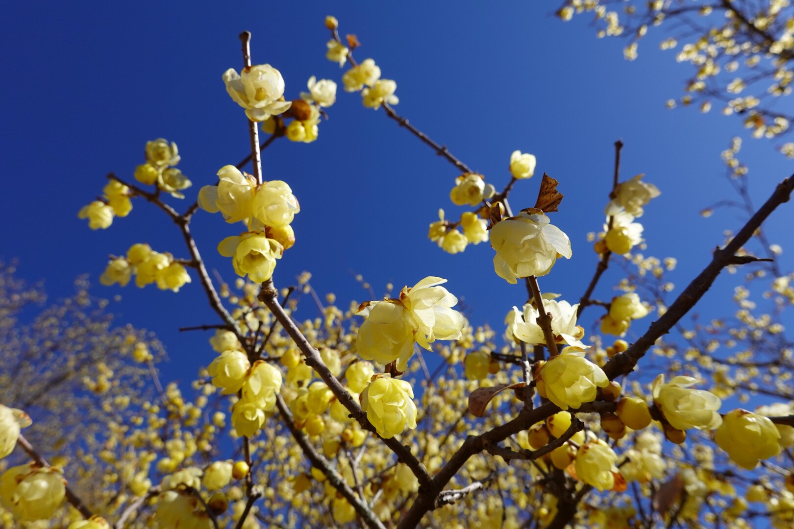 冬晴れのシダンゴ山と寄蝋梅まつり😊 / arichiさんの塔ノ岳・丹沢山・蛭ヶ岳の活動データ | YAMAP / ヤマップ