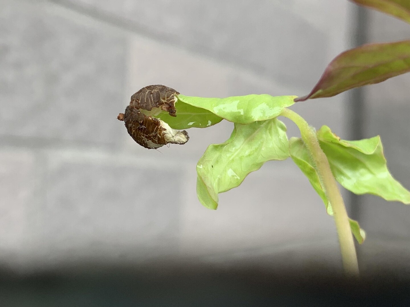 種から芽でた様子。6/10 #朝顔@20... / ポクママさんのモーメント | YAMAP / ヤマップ