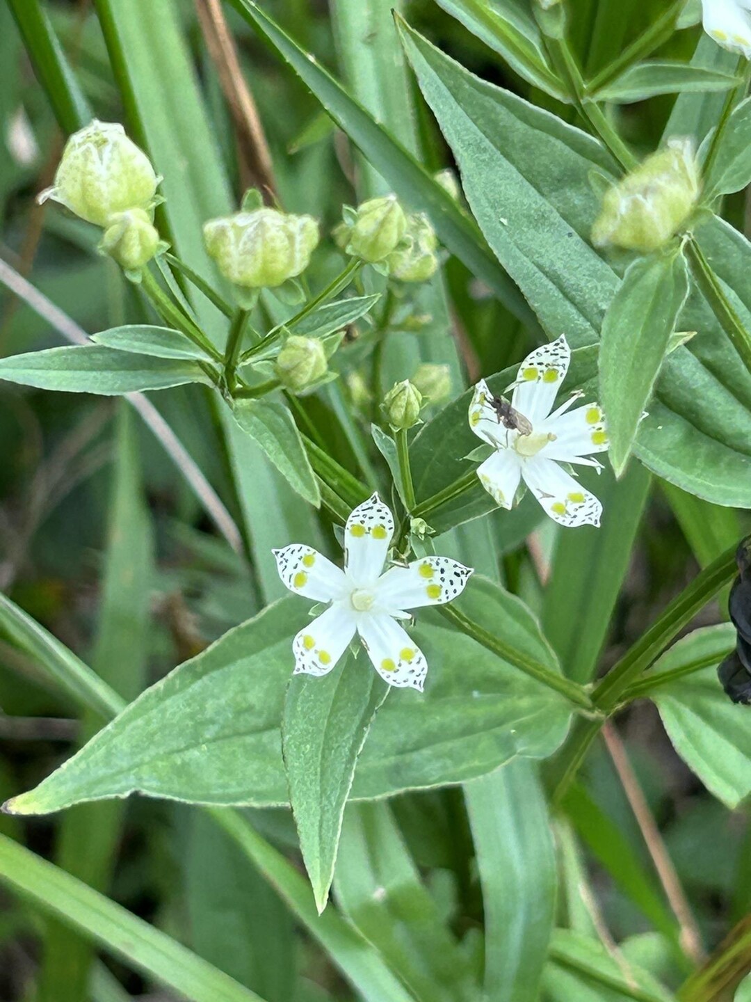 やっと会えました🤍💚🤍 アケボノソ... / conyさんのモーメント | YAMAP / ヤマップ
