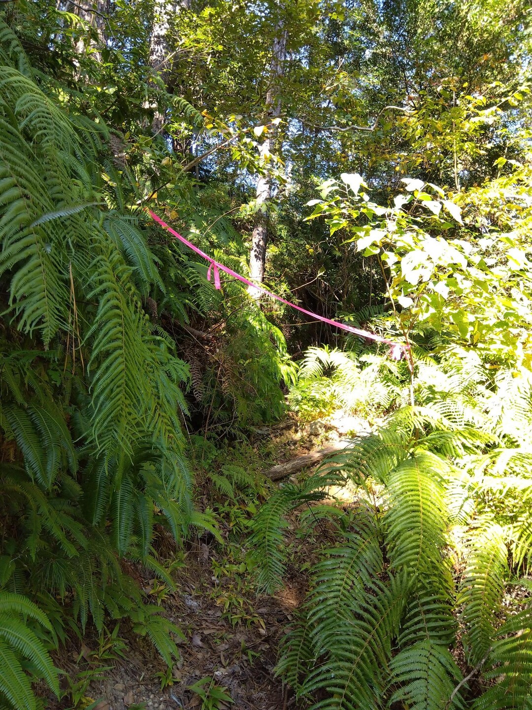 k54さんの投稿したフィールドメモ | YAMAP / ヤマップ