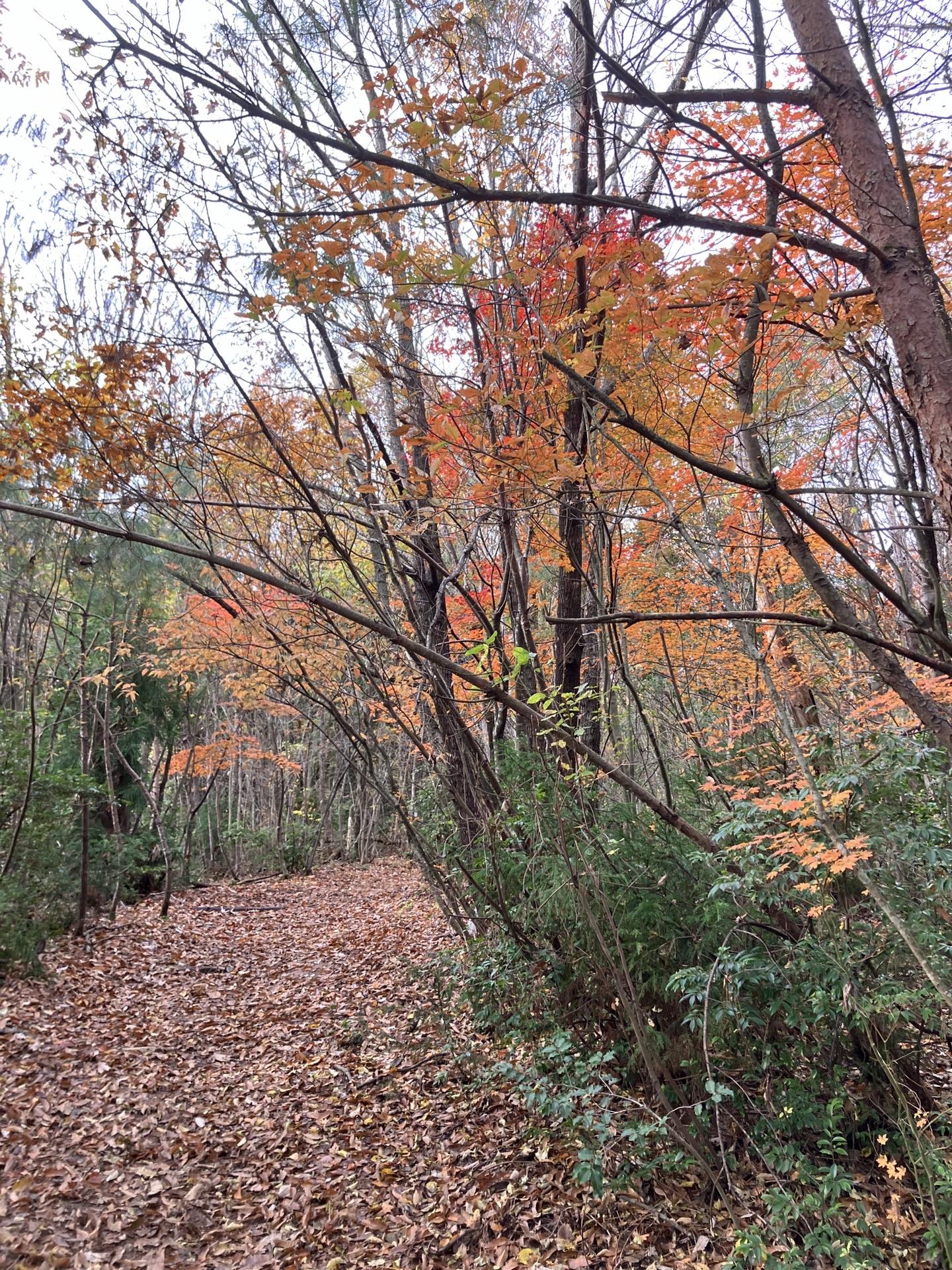 下市山 / pongoさんの下市山の活動データ | YAMAP / ヤマップ