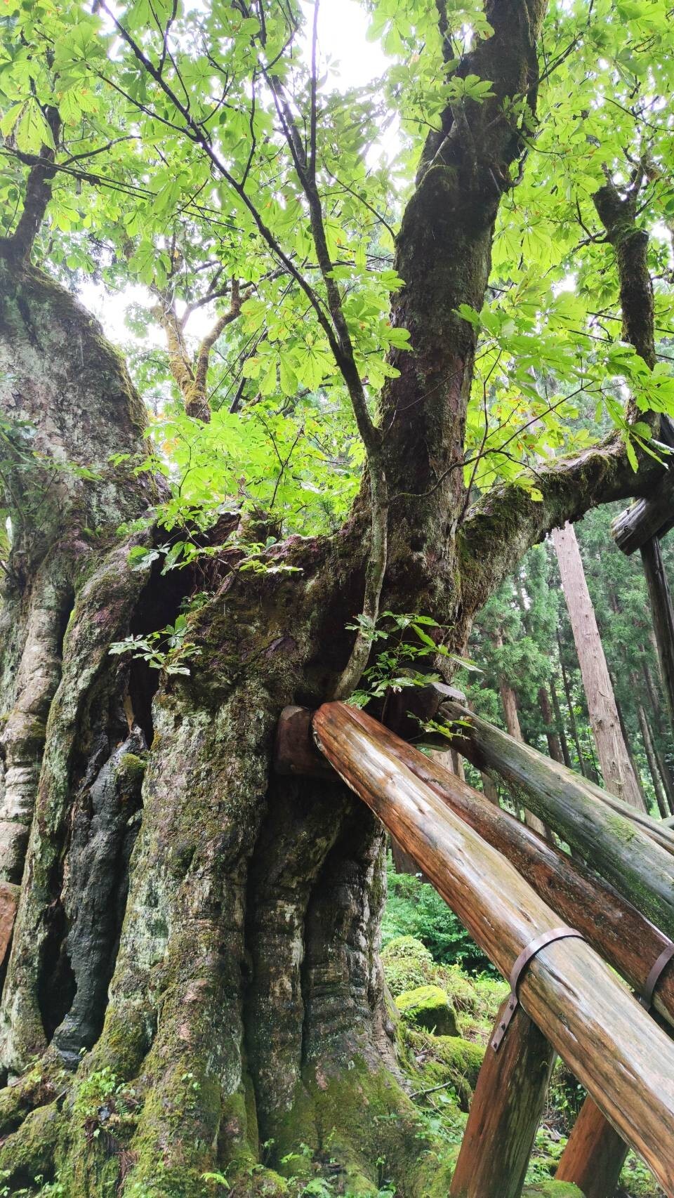 太田の大トチノキ石川県の白峰にある樹齢1... / hanabuさんのモーメント | YAMAP / ヤマップ