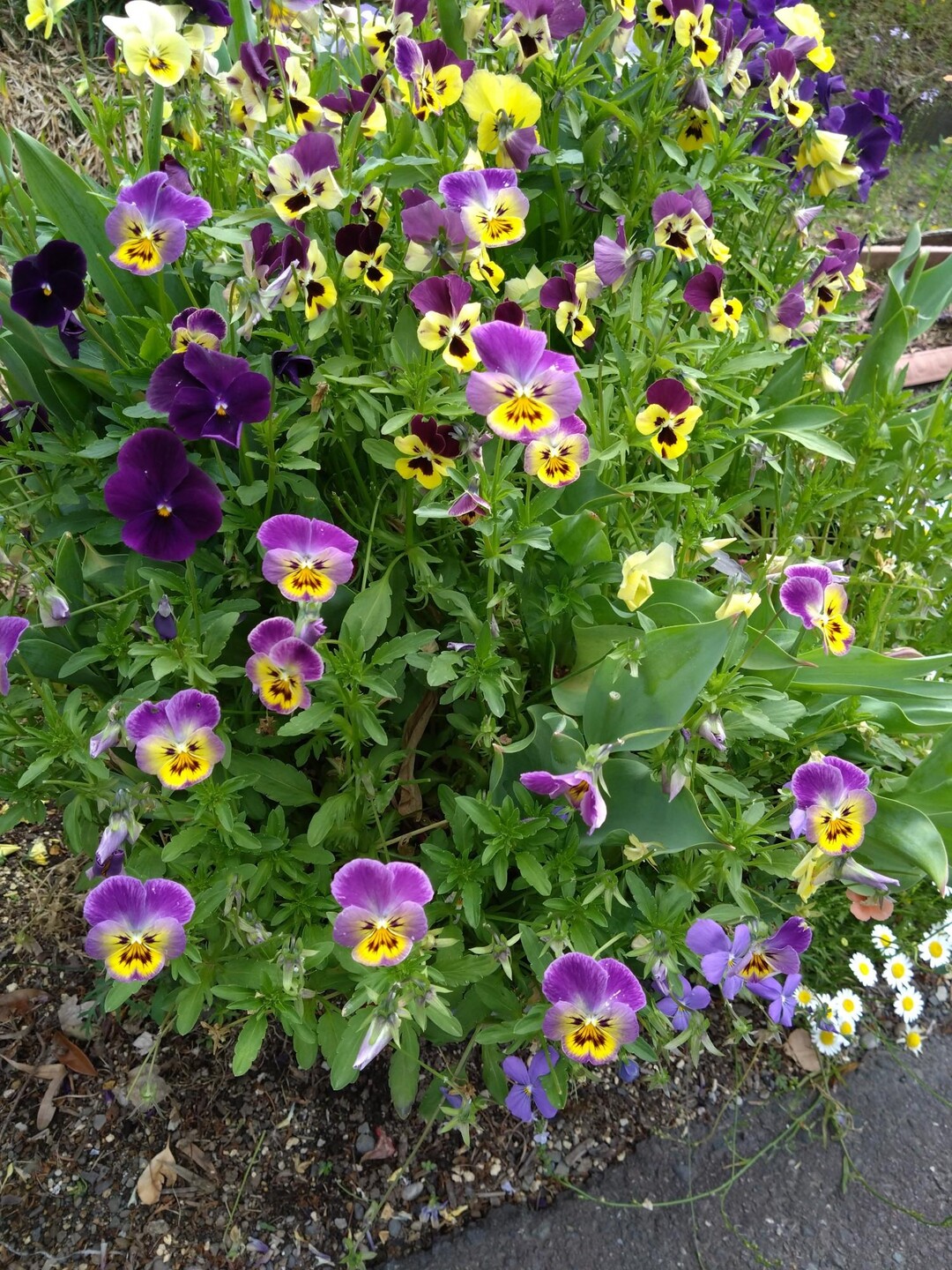 表情豊かなお花がいっぱい。 なにがあった... / kmk-nさんのモーメント | YAMAP / ヤマップ