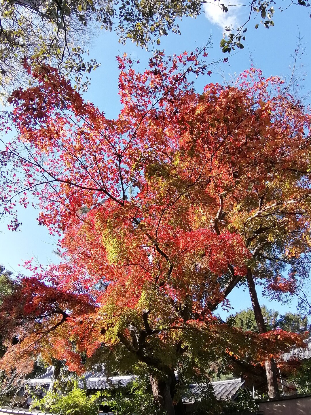 山ではありません🤗 大徳寺の散策です ... / kyoukoさんのモーメント | YAMAP / ヤマップ