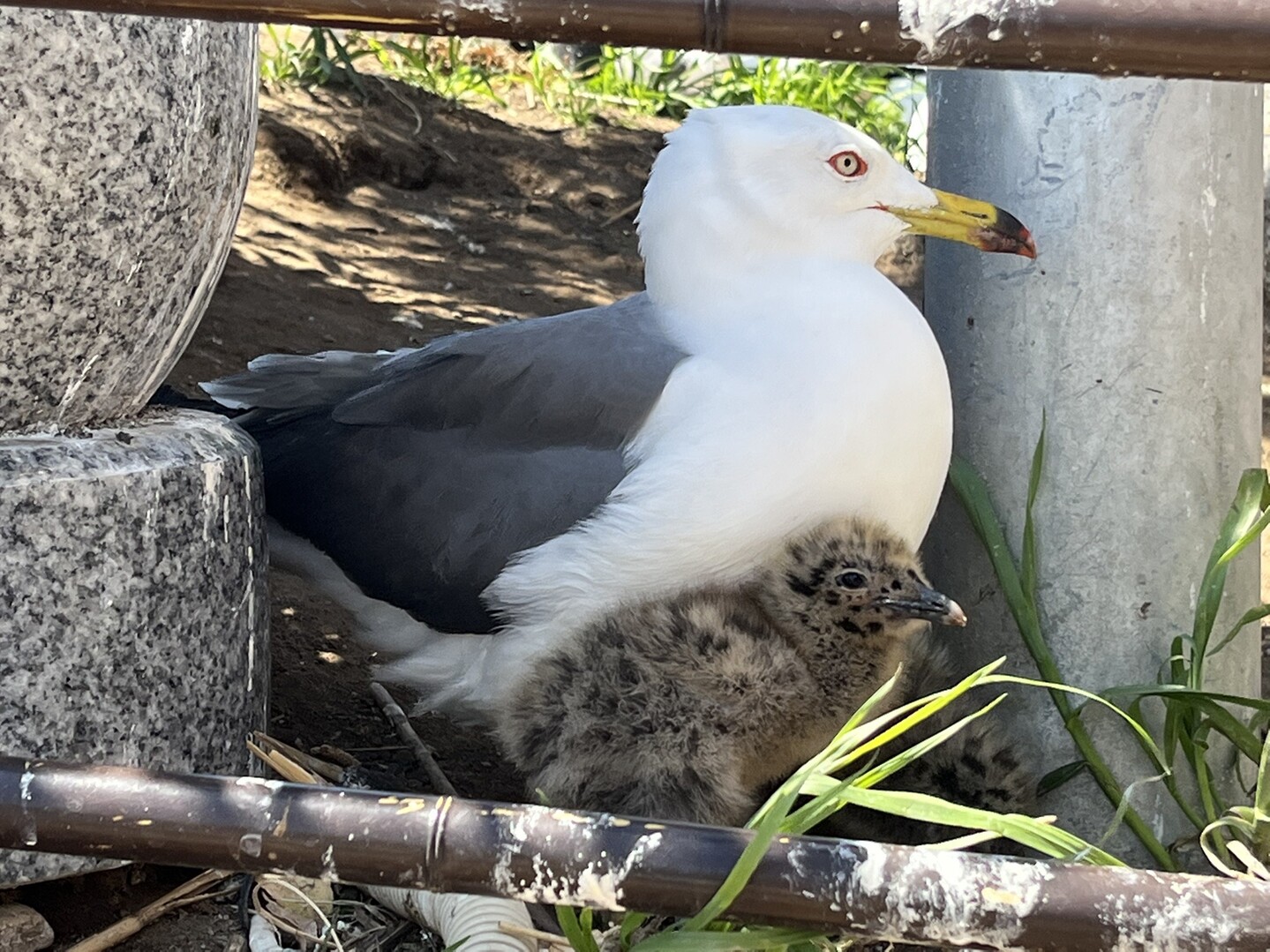 うみねこのぴよこ🐥おっきくなったぞ！ / ちんたらさんのモーメント | YAMAP / ヤマップ