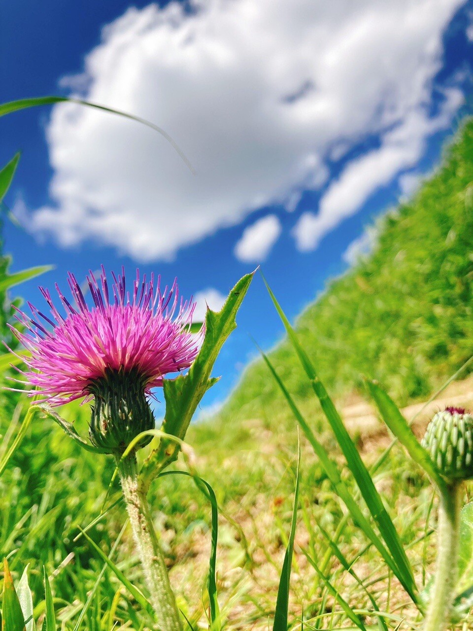 〜鈴の音アルプスで夫婦喧嘩の巻〜 / kumiさんの堀坂山・観音岳・桝形山（白米城）の活動データ | YAMAP / ヤマップ