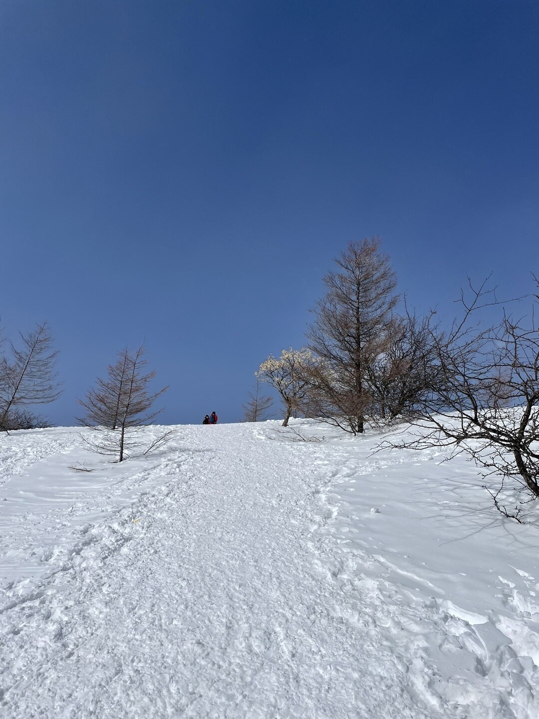 入笠山は、てんくら🅰️でもでもでも / whaleさんの入笠山の活動データ | YAMAP / ヤマップ