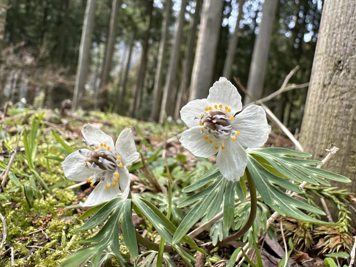 長尾寺 2024-03-11 / yumieさんのランニングの活動データ | YAMAP / ヤマップ
