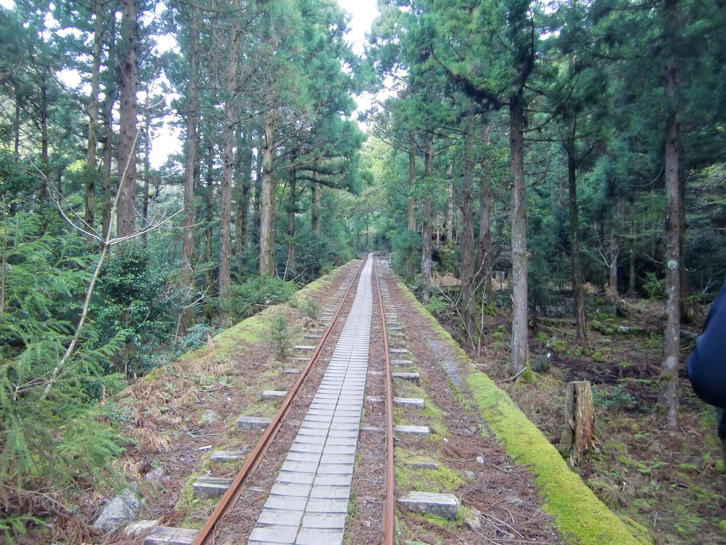 2014/04/16 荒川登山口～縄文杉... / Motokoさんのモーメント | YAMAP / ヤマップ