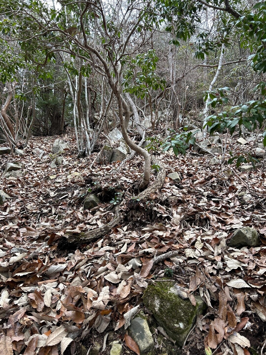 KAZU3さんの投稿したフィールドメモ | YAMAP / ヤマップ