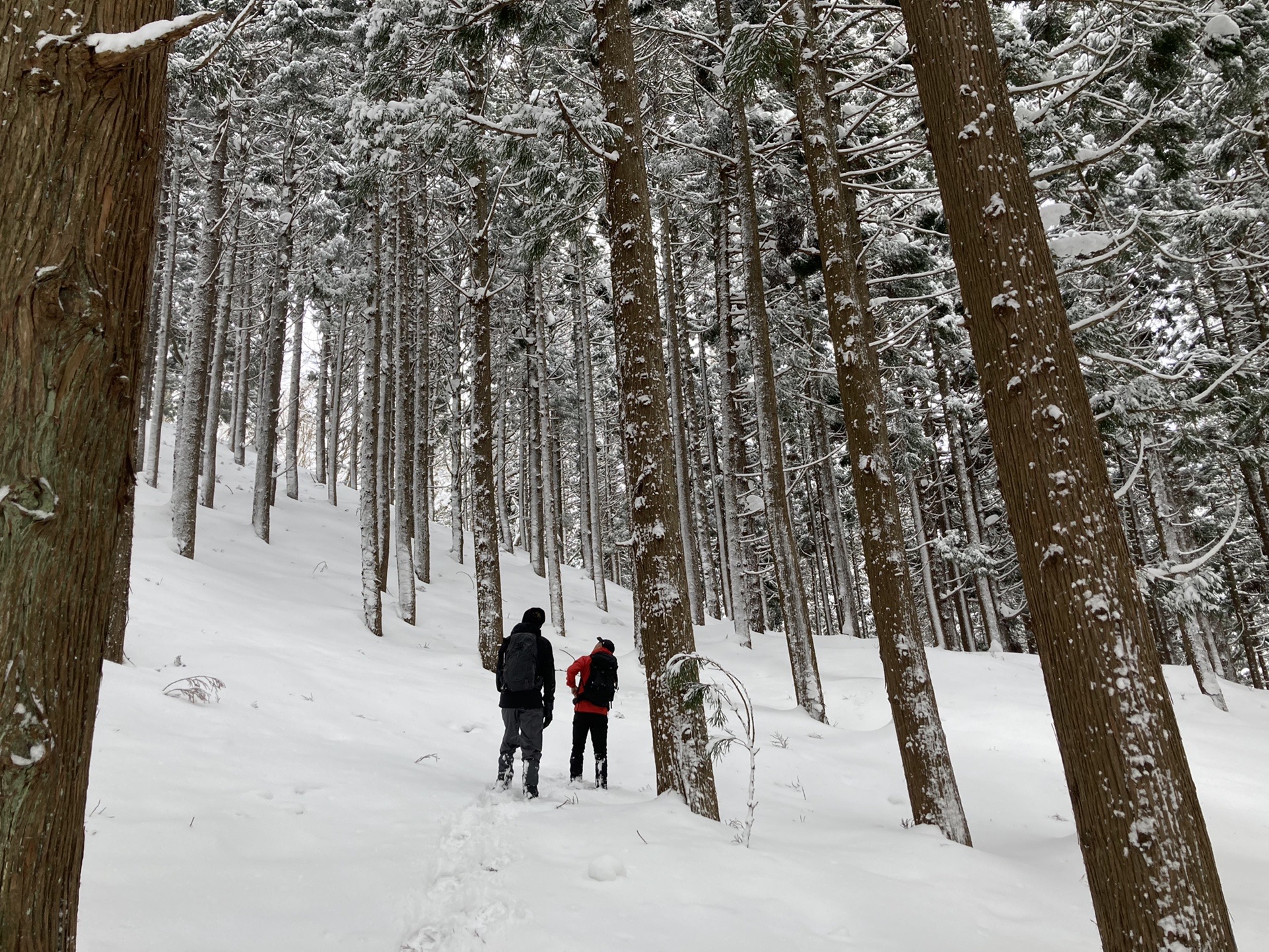 福伝山・大平山 (姫神山) / mt.ryuさんの大平山の活動データ | YAMAP / ヤマップ