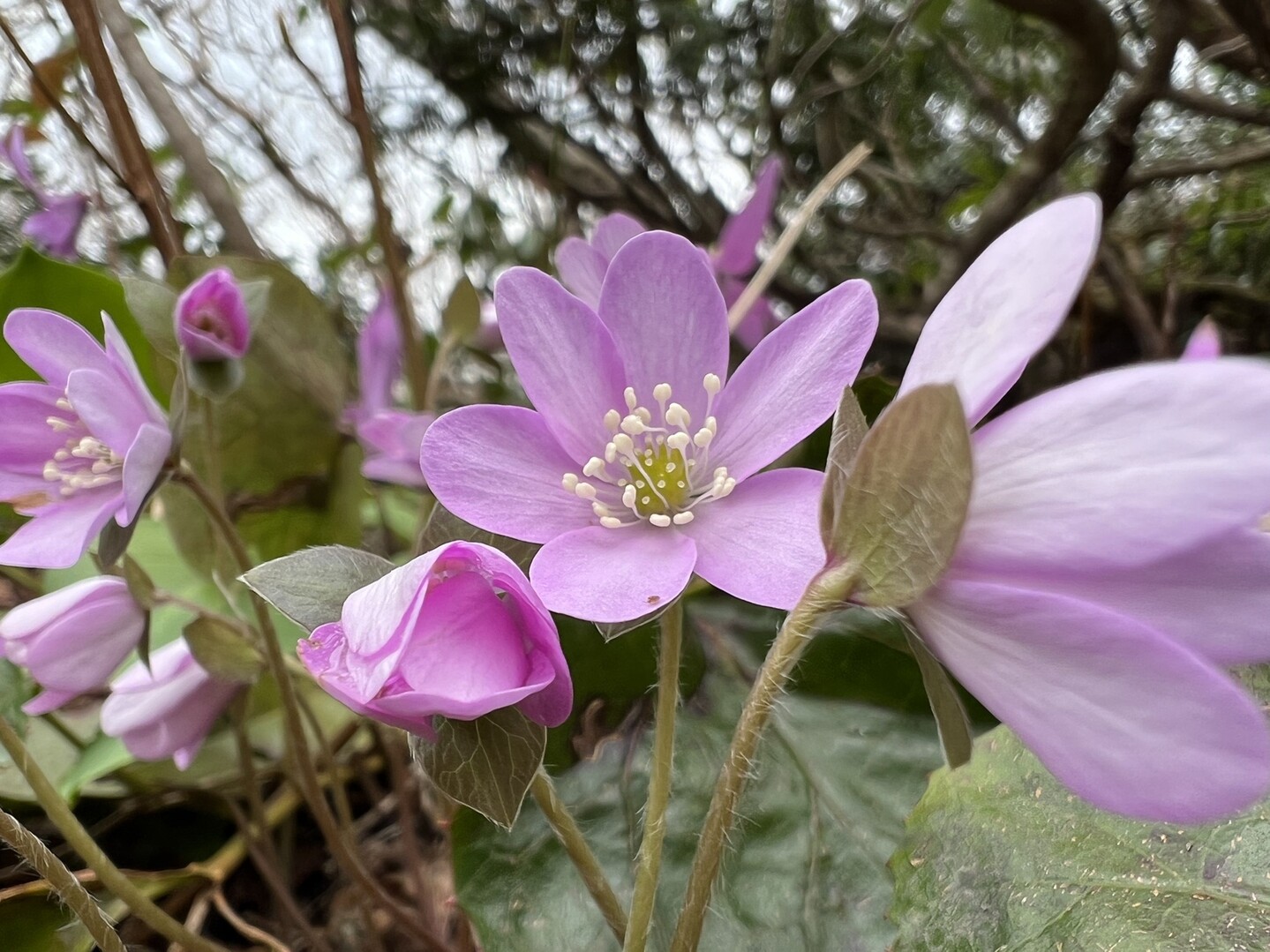 【GW】アオネバ / chobeeさんの佐渡島の活動データ | YAMAP / ヤマップ
