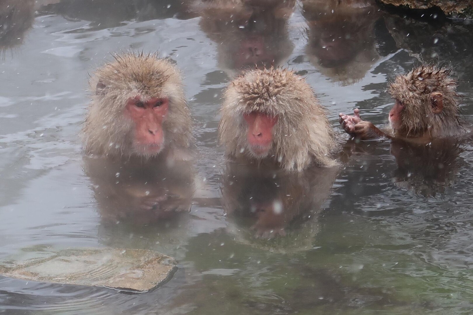 2023.2.26 地獄谷野猿公苑のお猿... / oniraさんのモーメント | YAMAP / ヤマップ