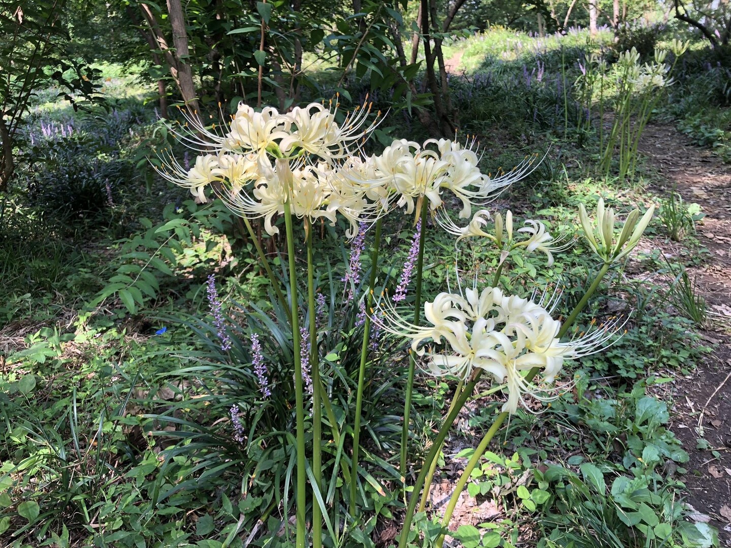 湘南平 / taka14さんの高麗山・湘南平・鷹取山の活動データ | YAMAP / ヤマップ