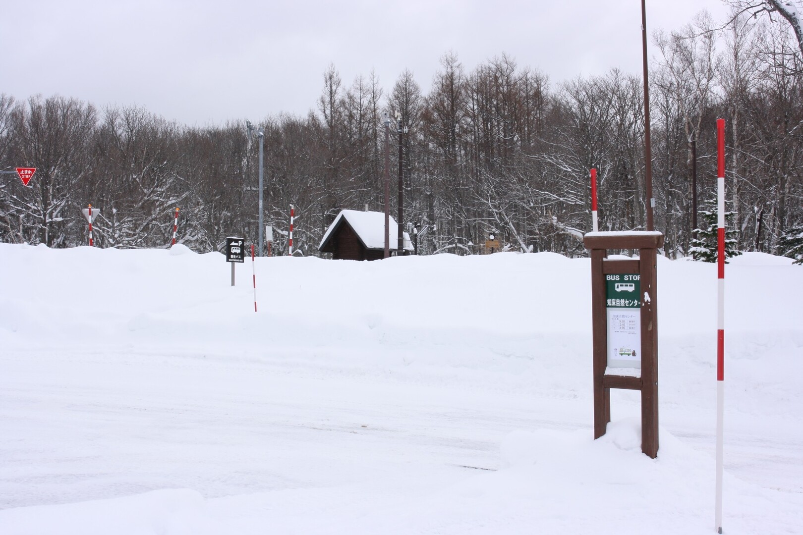 一眼レフで撮影【知床の森①】 / わっちゃんさんのモーメント | YAMAP / ヤマップ