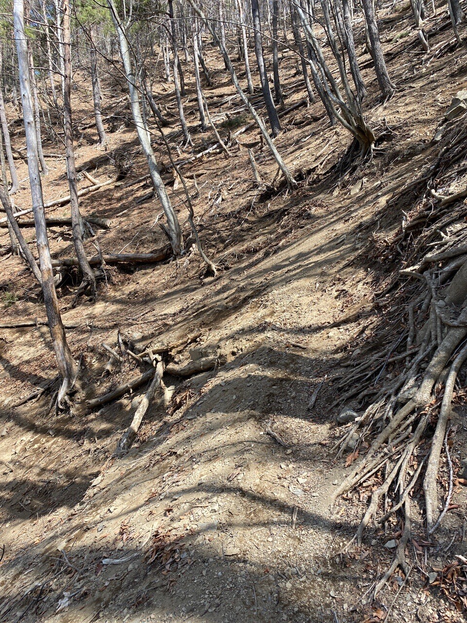 NMさんの投稿したフィールドメモ | YAMAP / ヤマップ